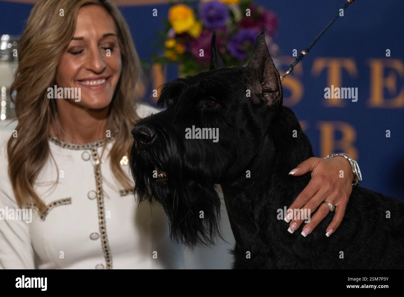 New York, USA. 12th Feb, 2025. Monty, the Giant Schnauzer dog winner of ...
