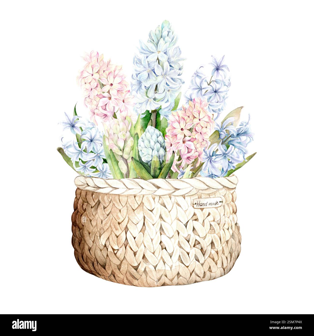 Watercolor illustration of Hyacinths in a wicker basket. Watercolor ...