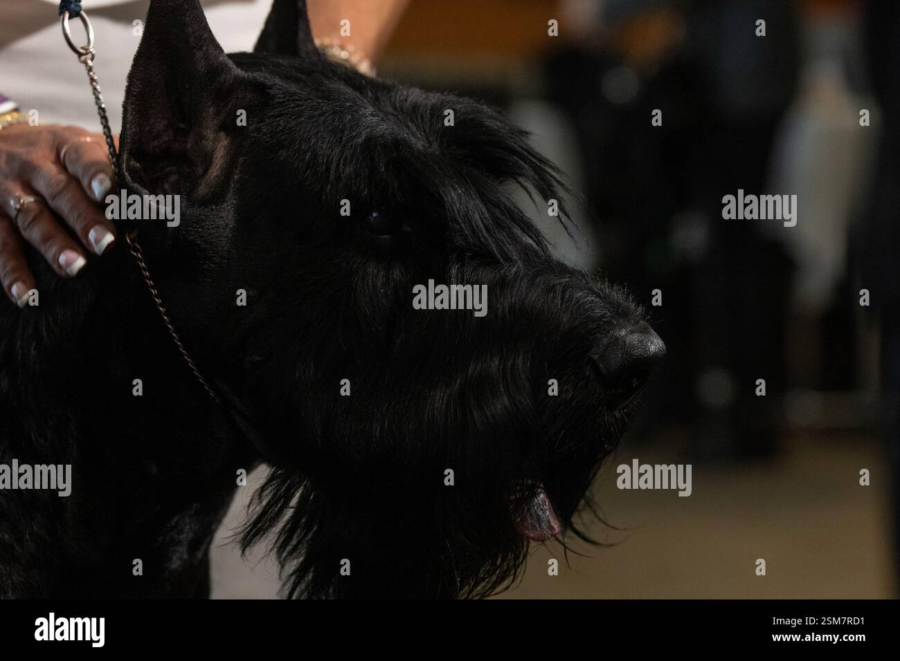 New York, USA. 12th Feb, 2025. Monty, the Giant Schnauzer dog winner of ...