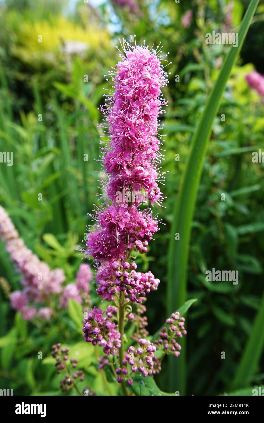 Willow-herb - Spiraea salicifolia Stock Photo - Alamy