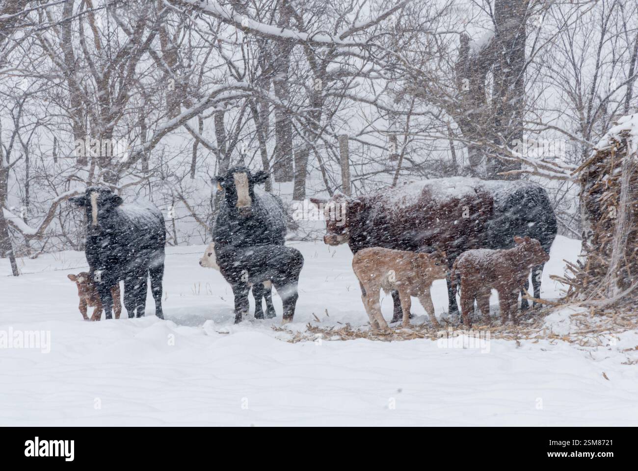 Cows and calves are covered in snow during a blizzard in Kansas Stock ...