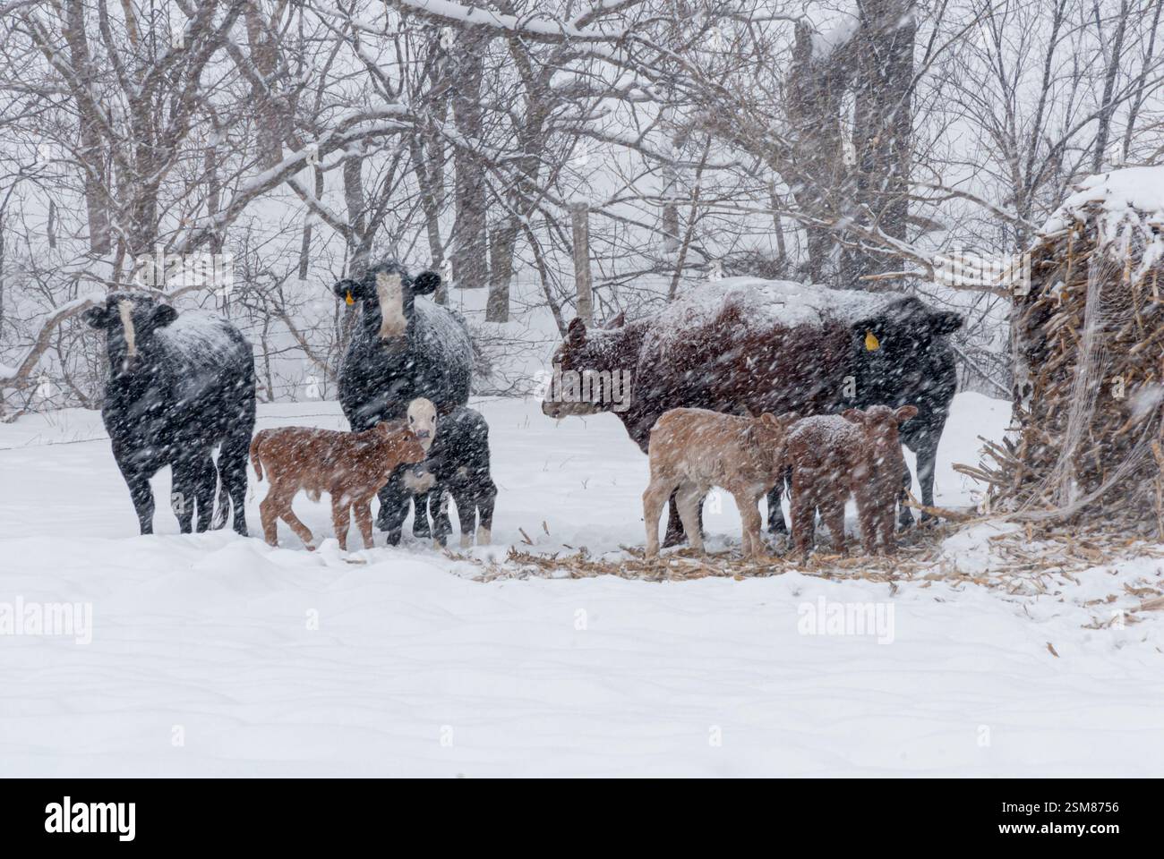 Cows and calves are covered in snow during a blizzard in Kansas Stock ...