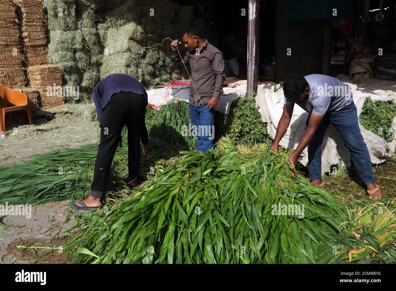 Men Selling Animal Feed, Straw and hay at Souq Fanja Al-Hadith Oman ...