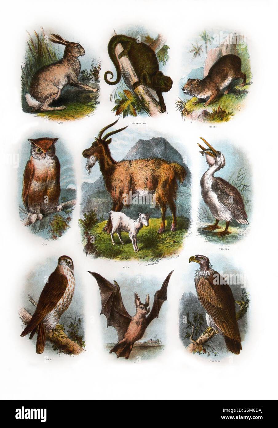 Page depicting Animals and Birds a round Biblical Times from 19th ...