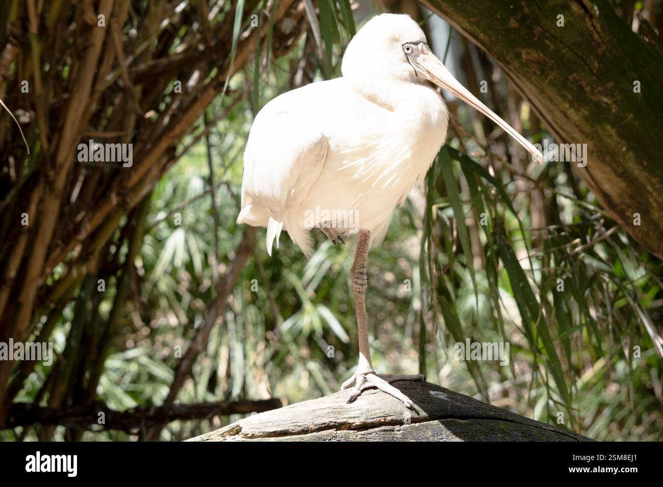 The yellow spoonbill is a large white sea bird with a cream bill that ...