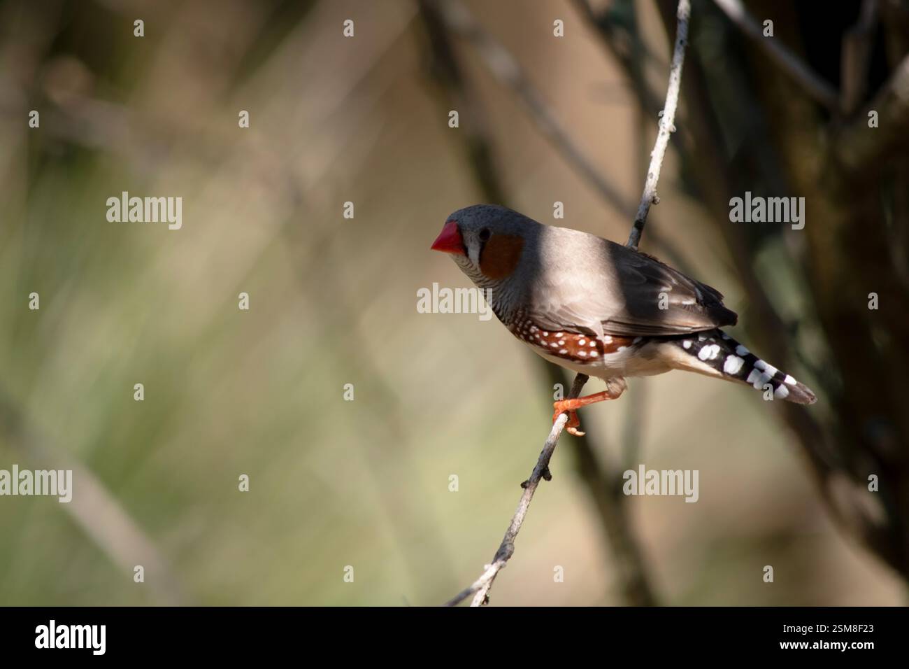 the male zebra finch has a grey body with a white under belly with a ...