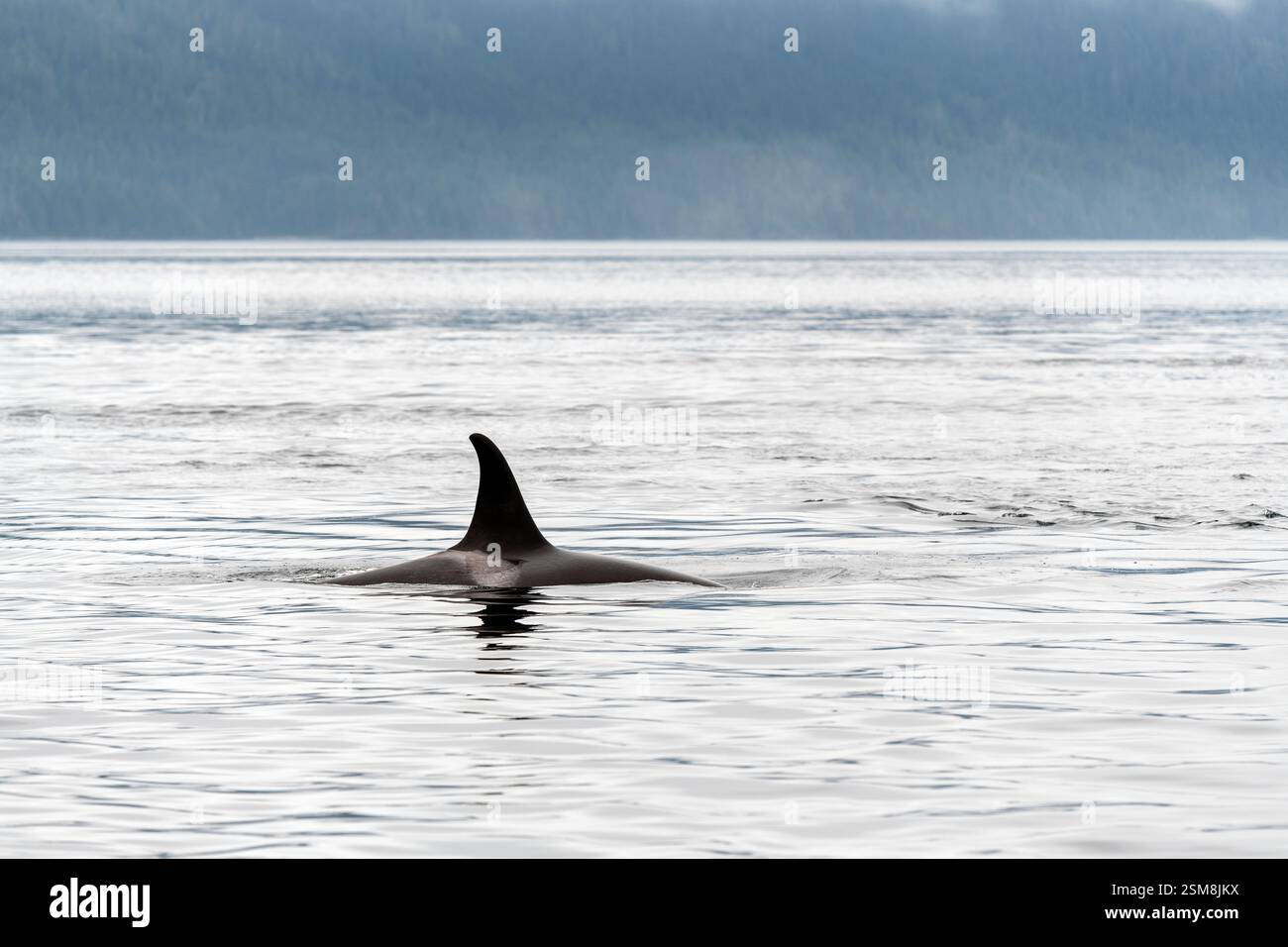 Killer Whale (Orcinus orca) fin, Telegraph Cove, Vancouver Island ...