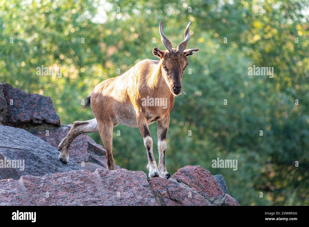 Markhor female on the rock. Latin name - Capra falconeri. Wild goat ...