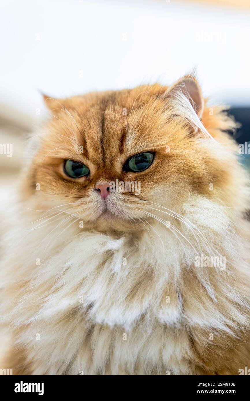 British aristocratic art hi-res stock photography and images - Alamy