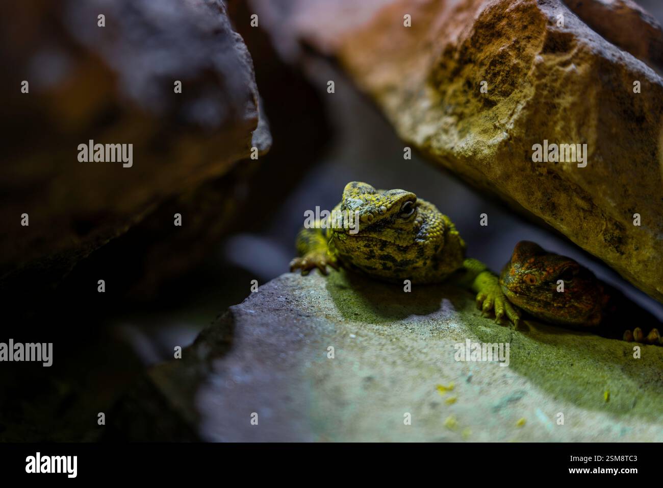 Uromastyx behavior hi-res stock photography and images - Alamy