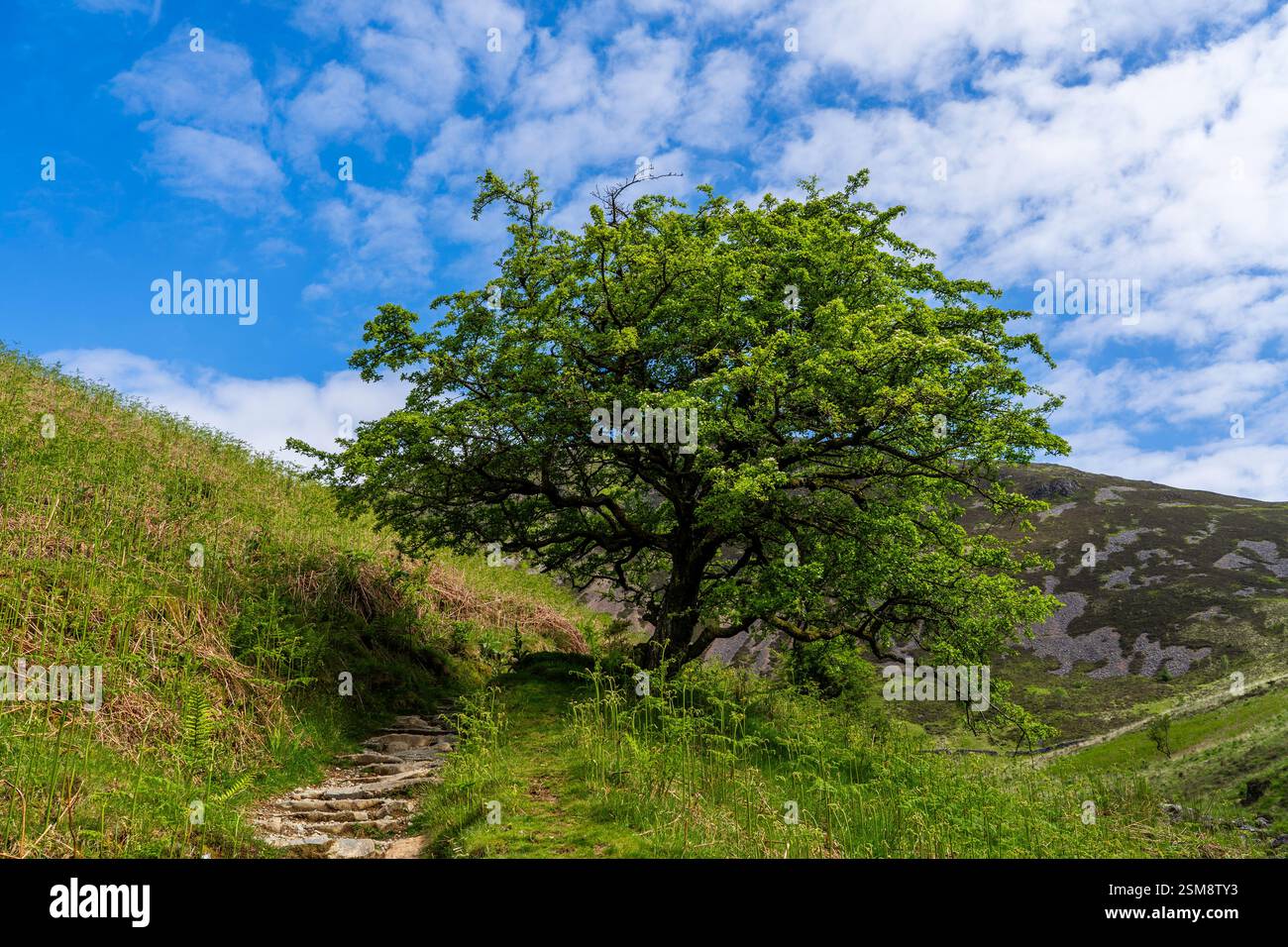 Majestic Oak Beside the Minffordd Path to Llyn Cau & Cadair Idris in ...