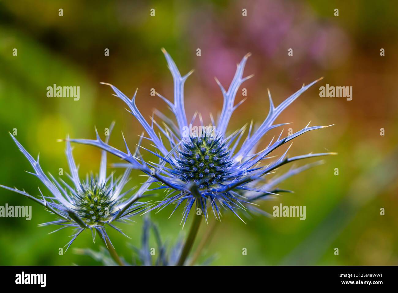 Blue spiky flowers hi-res stock photography and images - Alamy