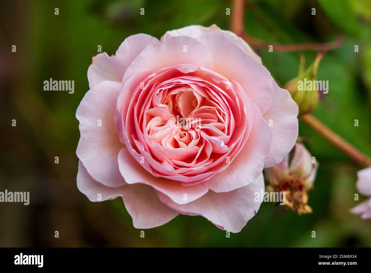 Soft Blush Pink English Rose in Full Bloom – Romantic Floral Macro ...