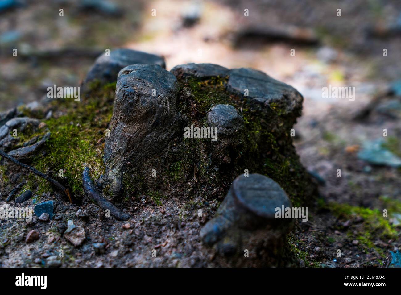 Weathered Small Tree Stump with Moss and Earthy Textures in a Natural ...