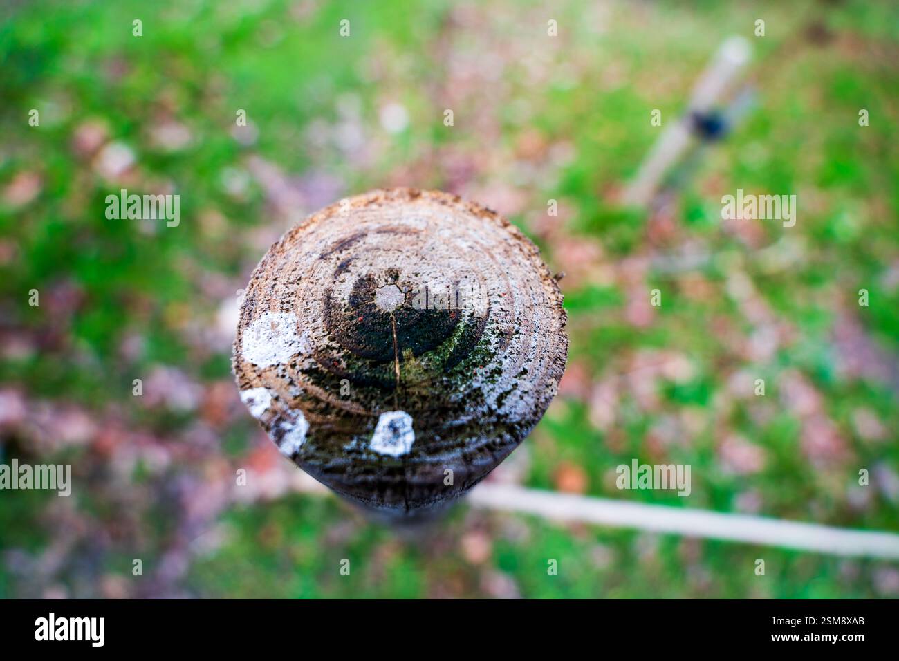 Wood rings hi-res stock photography and images - Alamy
