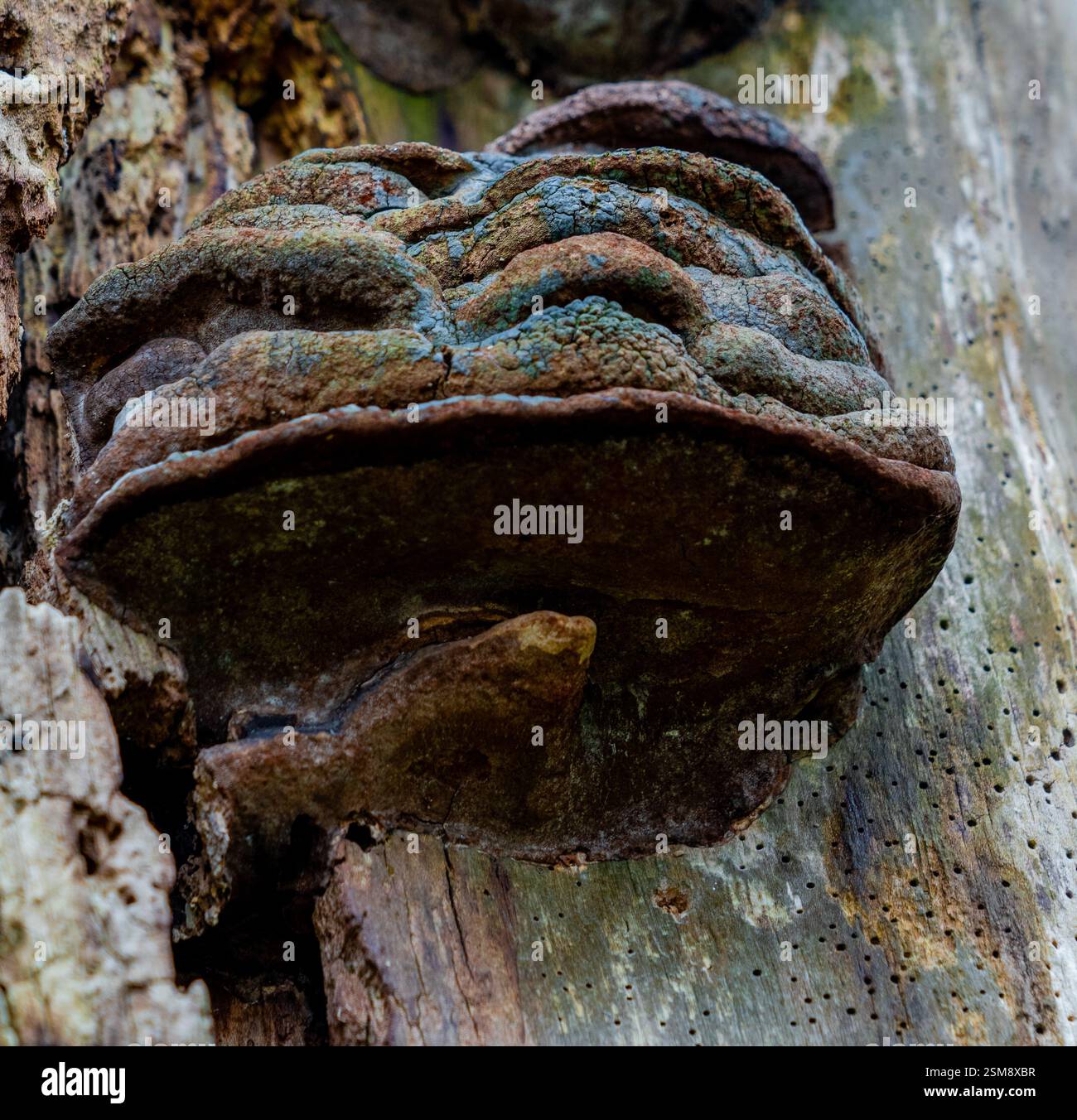 Earthy fungal palette hi-res stock photography and images - Alamy