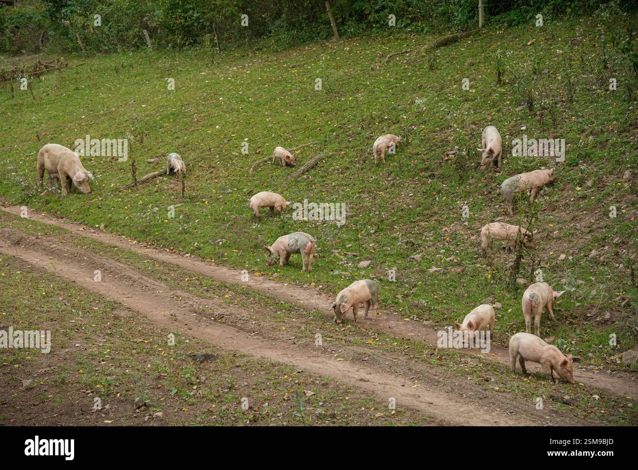Pigs on a farm in Pennsylvania Stock Photo - Alamy