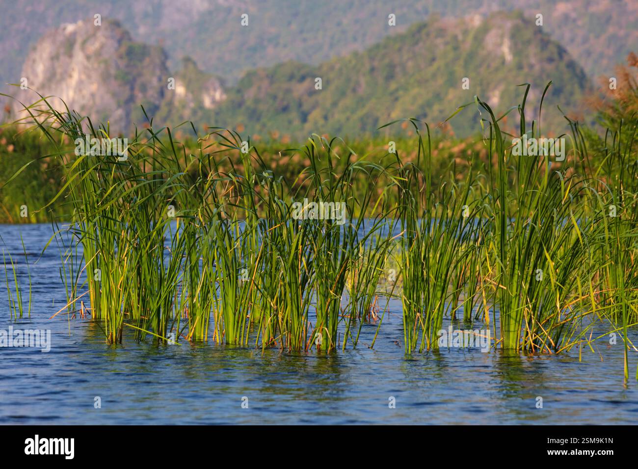 Reeds grow in the inland waterways of Khao Sam Roi Yot National Park ...