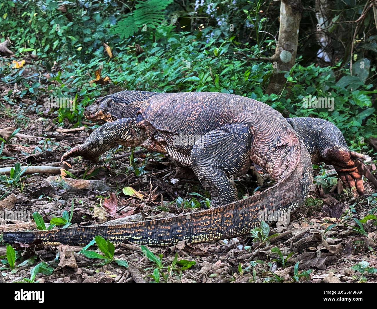 A Water Monitor Lizard (Varanus Salvato) in Kaeng Krachan National Park ...