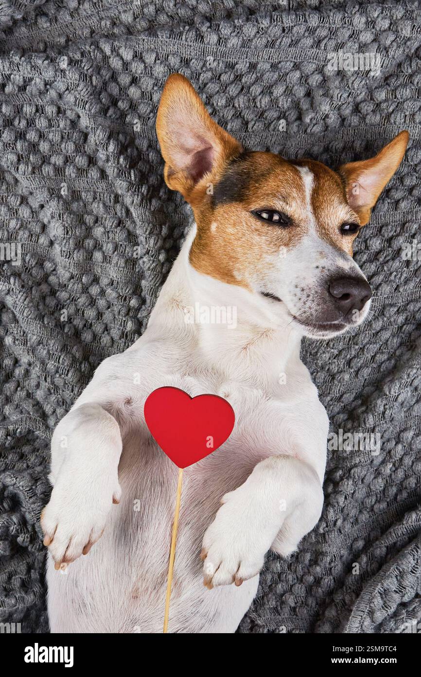 Dog with bright heart accent, love shining in trusting eyes, love ...