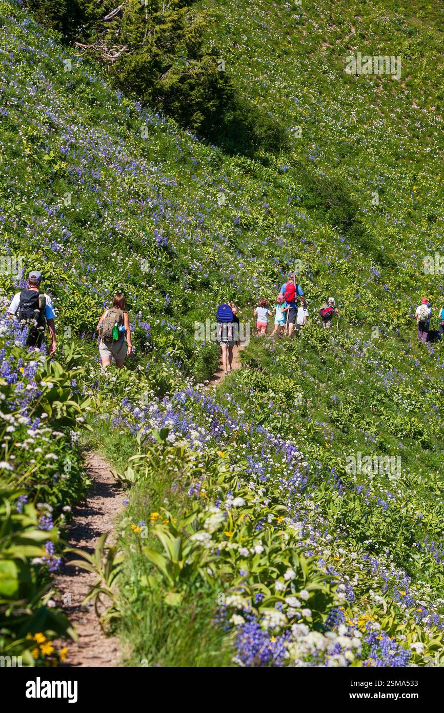 Adults and children hike along a mountain trail through wildflower ...