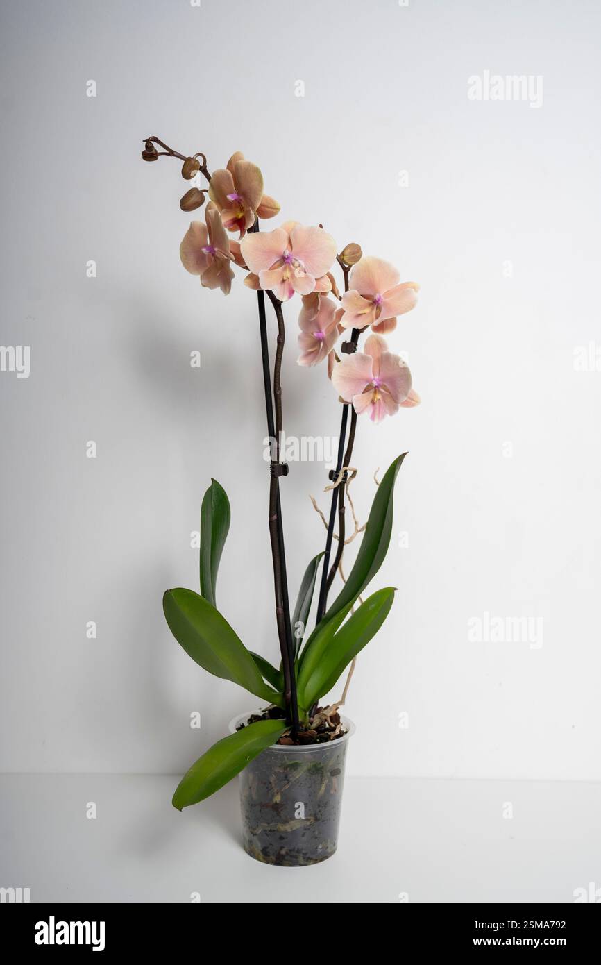 Natural peach colored butterfly orchid flower isolated on white ...