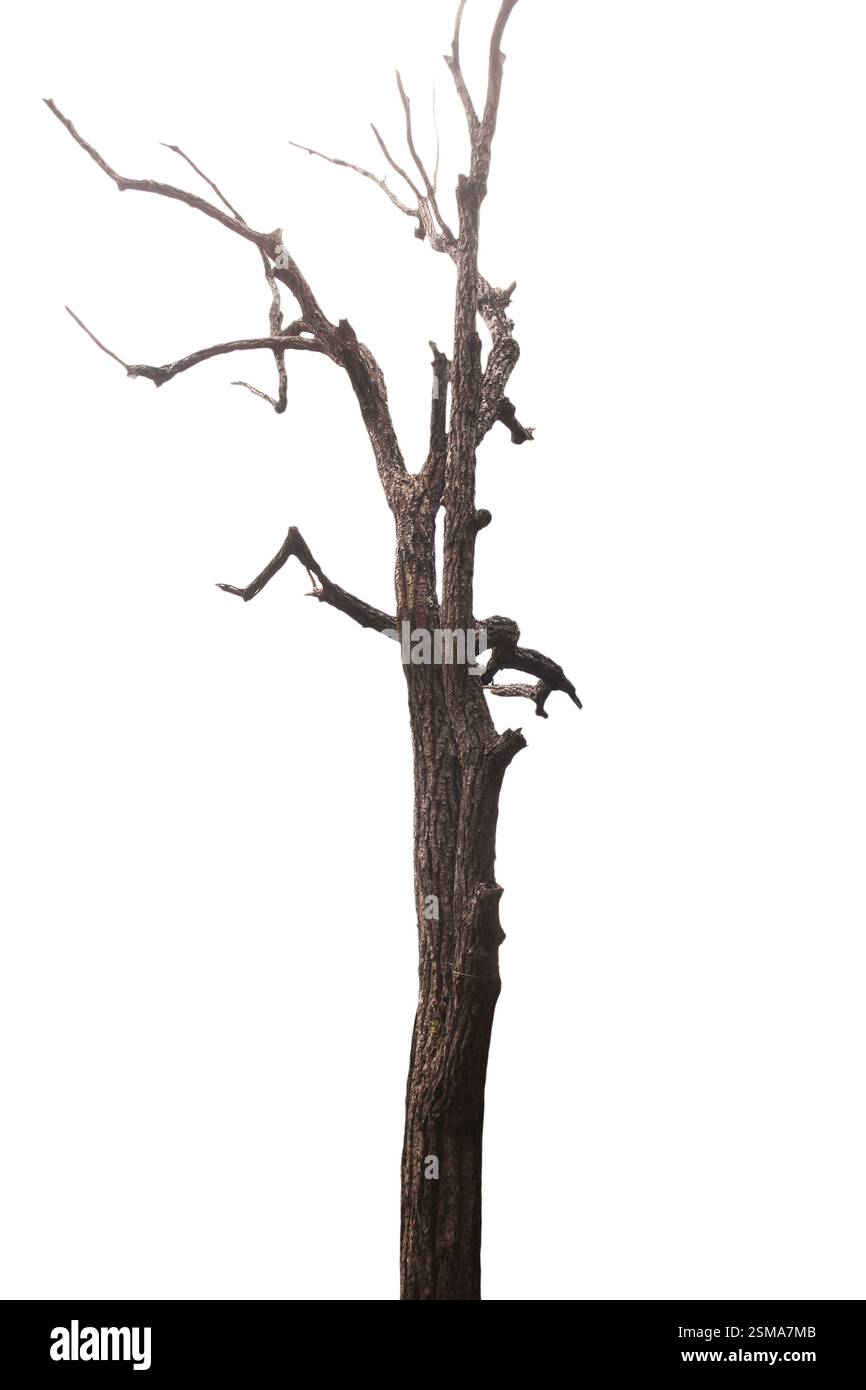 Old and dead tree isolated on white background Stock Photo - Alamy