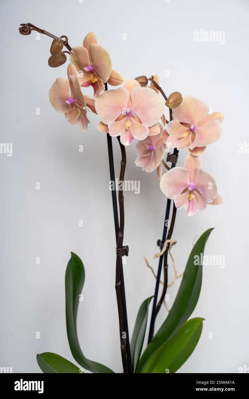 Peach orchid hi-res stock photography and images - Alamy