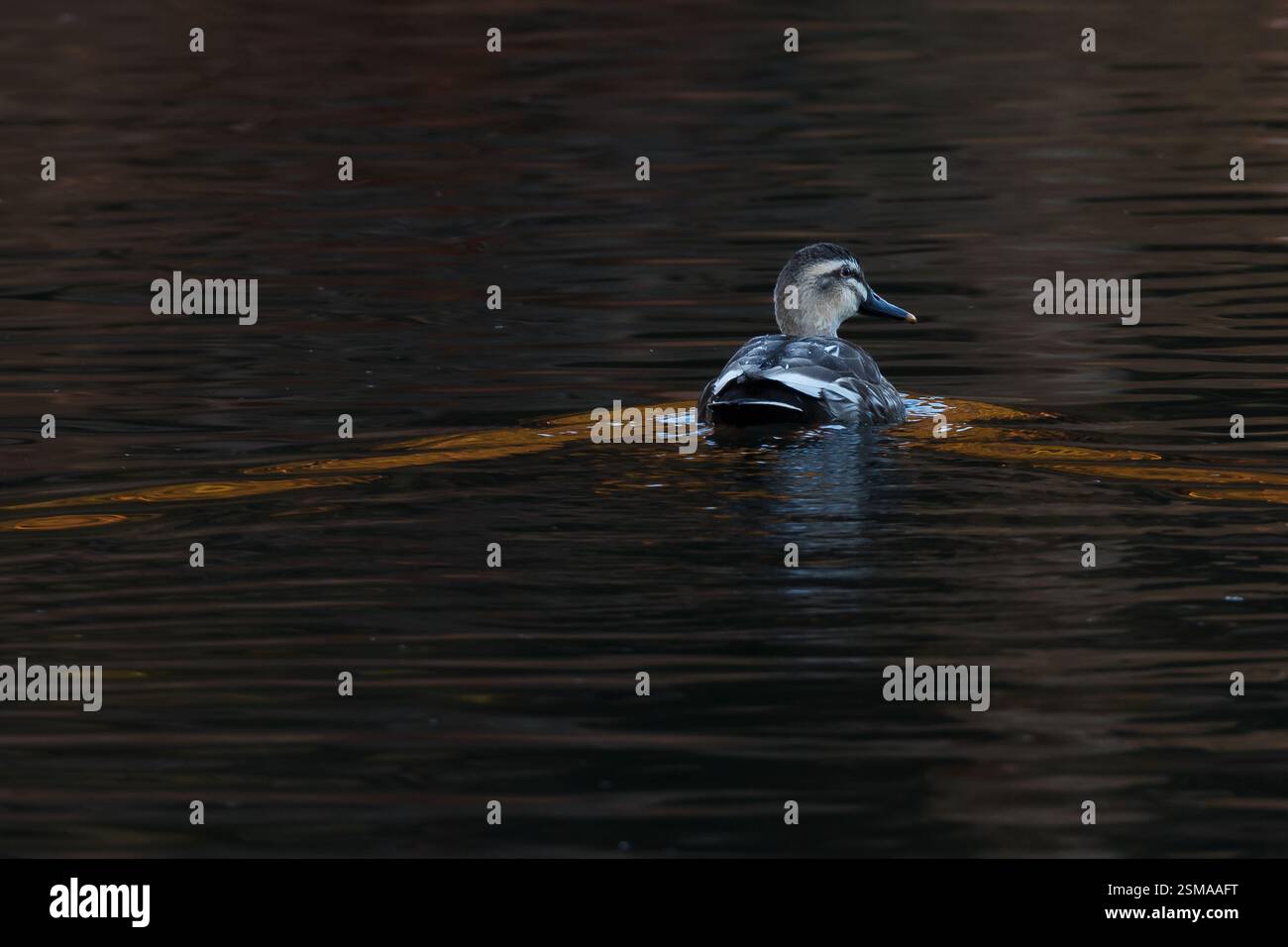 An eastern spot-billed duck (Anas zonorhyncha) makes a colourful ripple ...