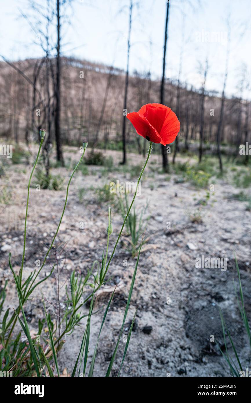 Red poppy flower thriving in a burned forest, symbolizing hope and ...