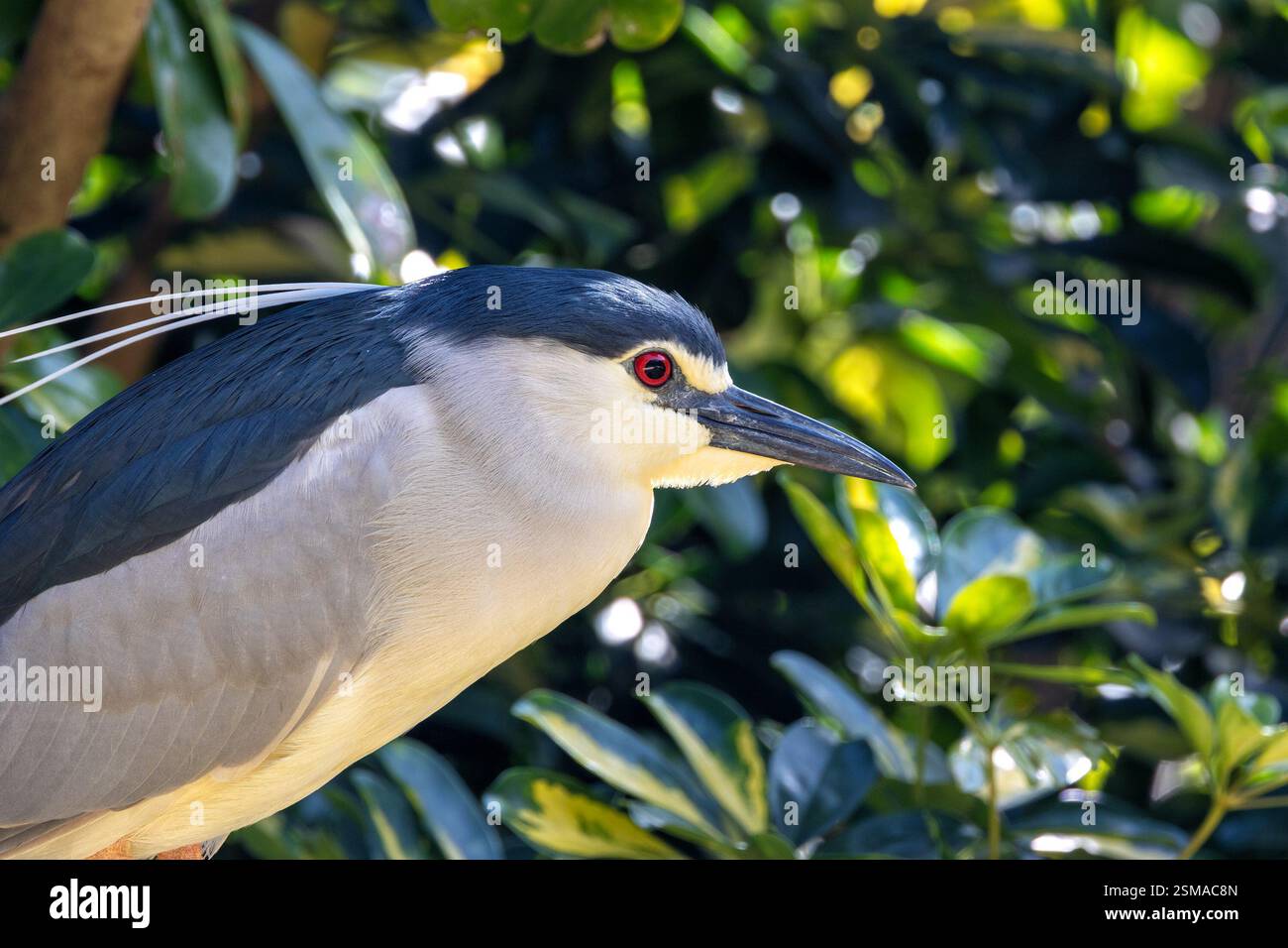 The black-crowned night heron is a medium-sized wading bird that feeds ...