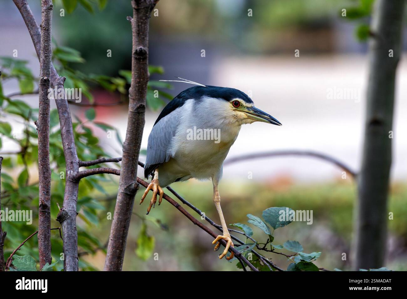 The black-crowned night heron is a medium-sized wading bird that feeds ...
