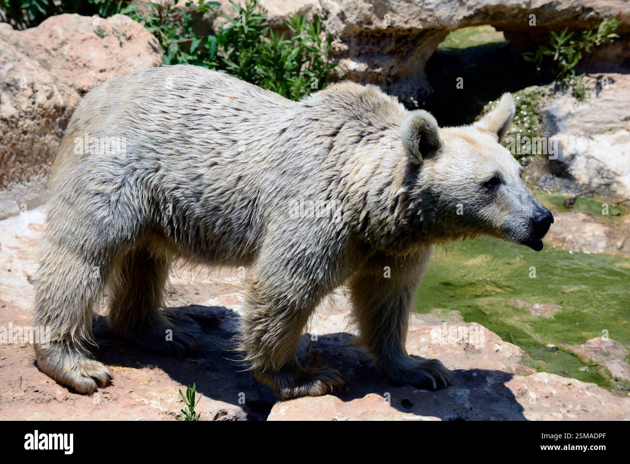 Syrian brown bear ( Ursus arctos syriacos) at the Biblical zoo in ...