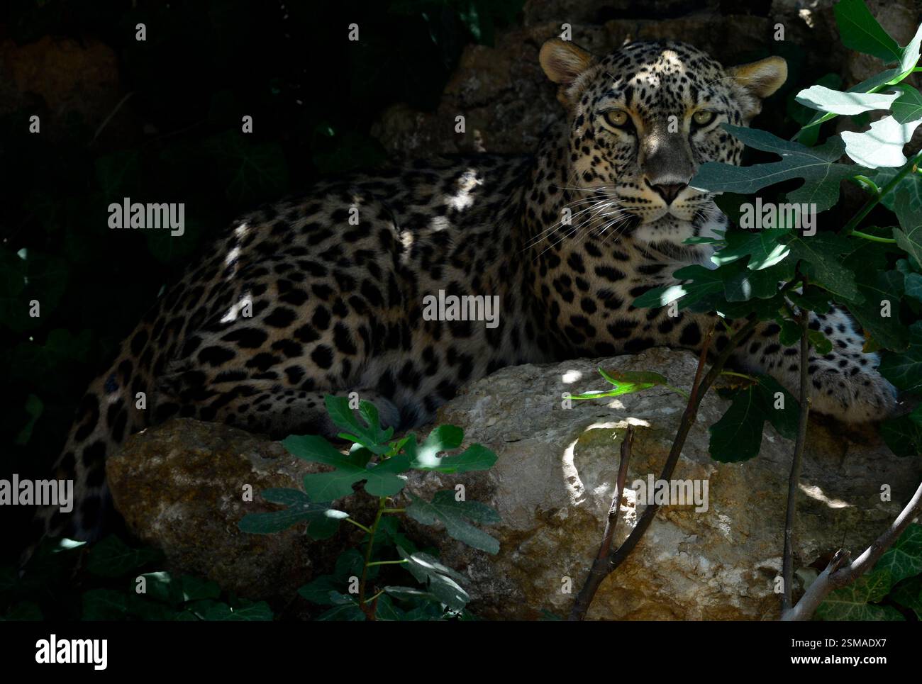 A beautiful Persian leopard resting on a rock at the Biblical zoo in ...