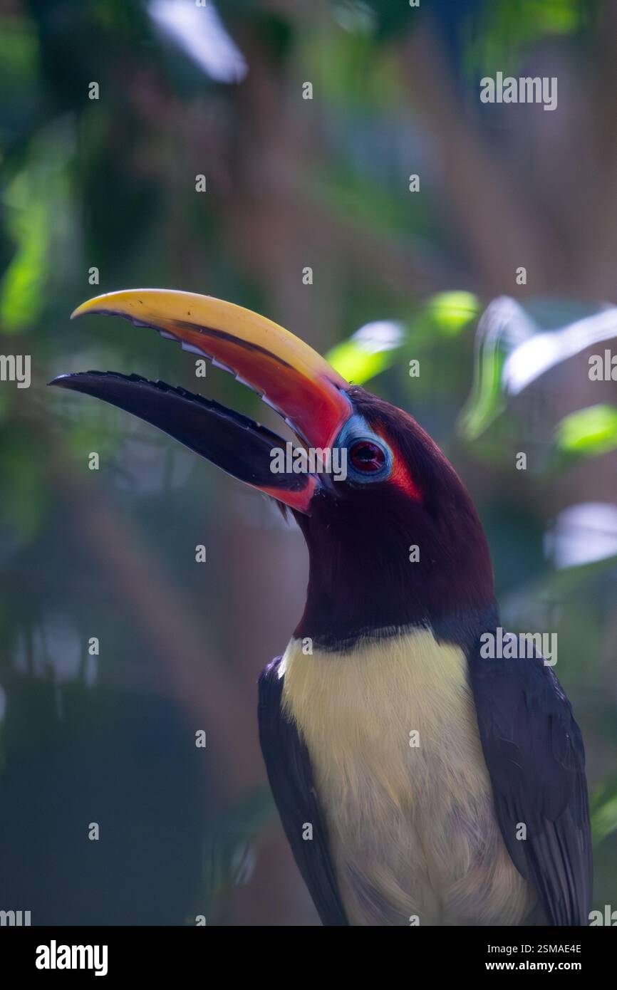 The green aracari, a small toucan, feeds on fruits, insects, and eggs ...