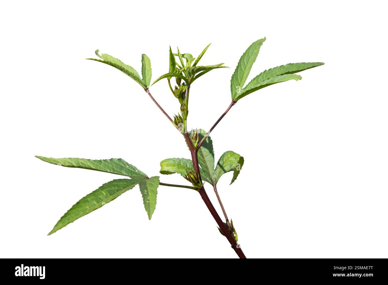 Red roselle flowers Cut Out Stock Images & Pictures - Alamy