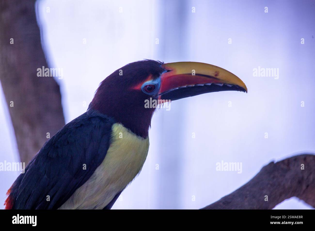 The green aracari, a small toucan, feeds on fruits, insects, and eggs ...