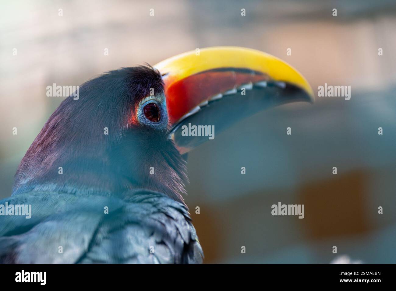 The green aracari, a small toucan, feeds on fruits, insects, and eggs ...