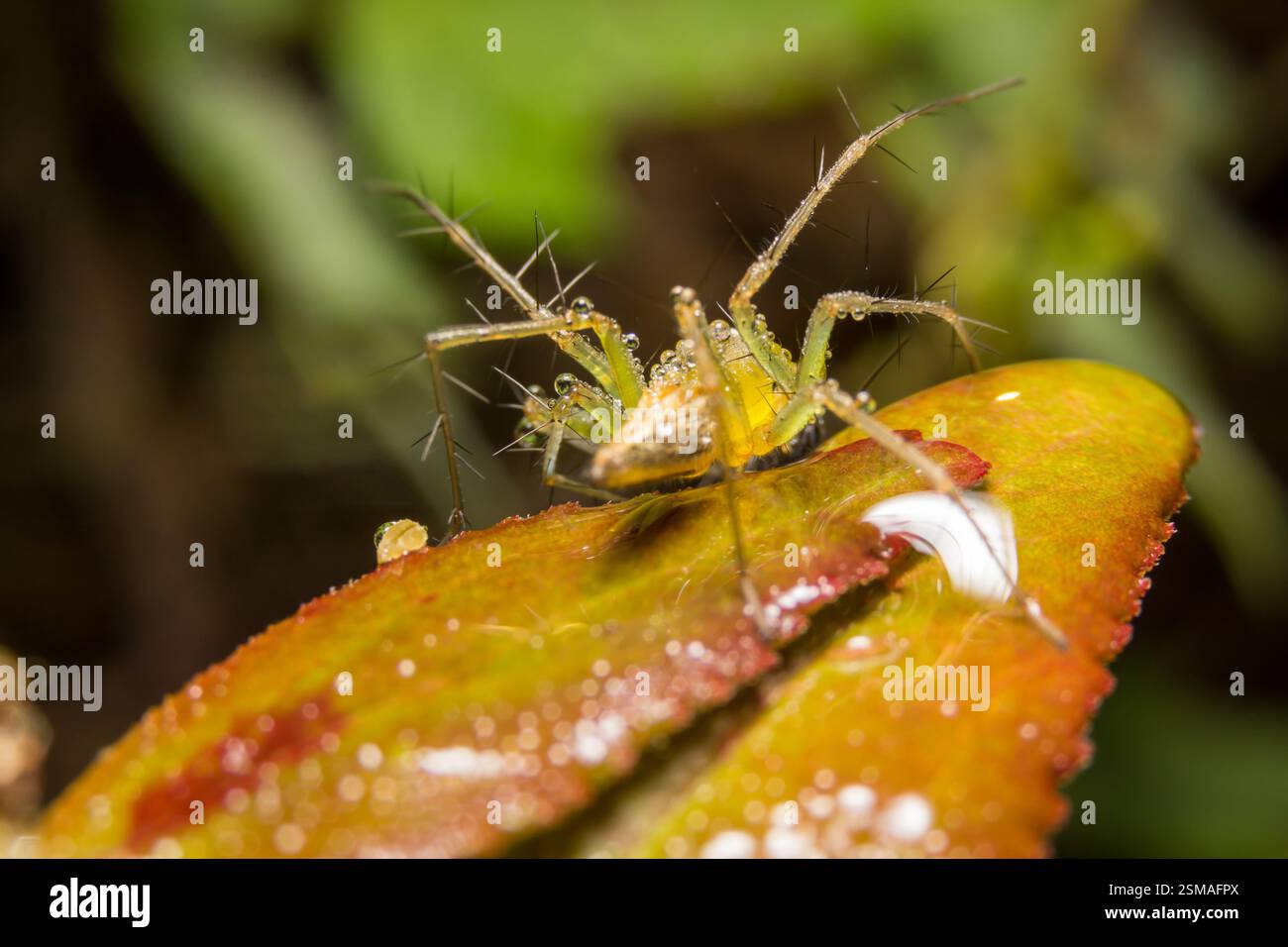 Spider on nature leaves as background Stock Photo - Alamy