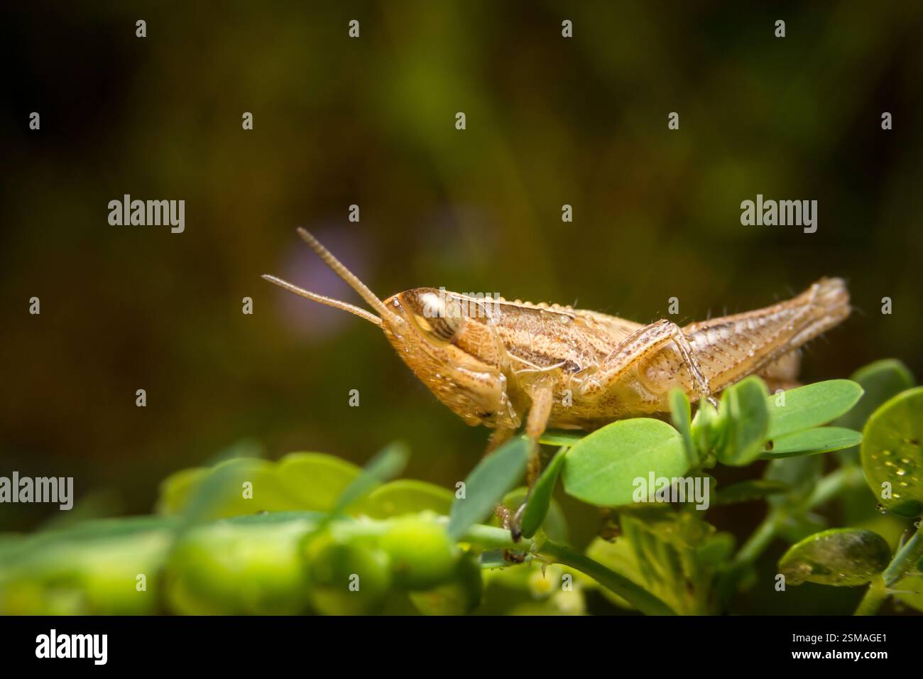 Grasshopper on nature leaves as background Stock Photo - Alamy