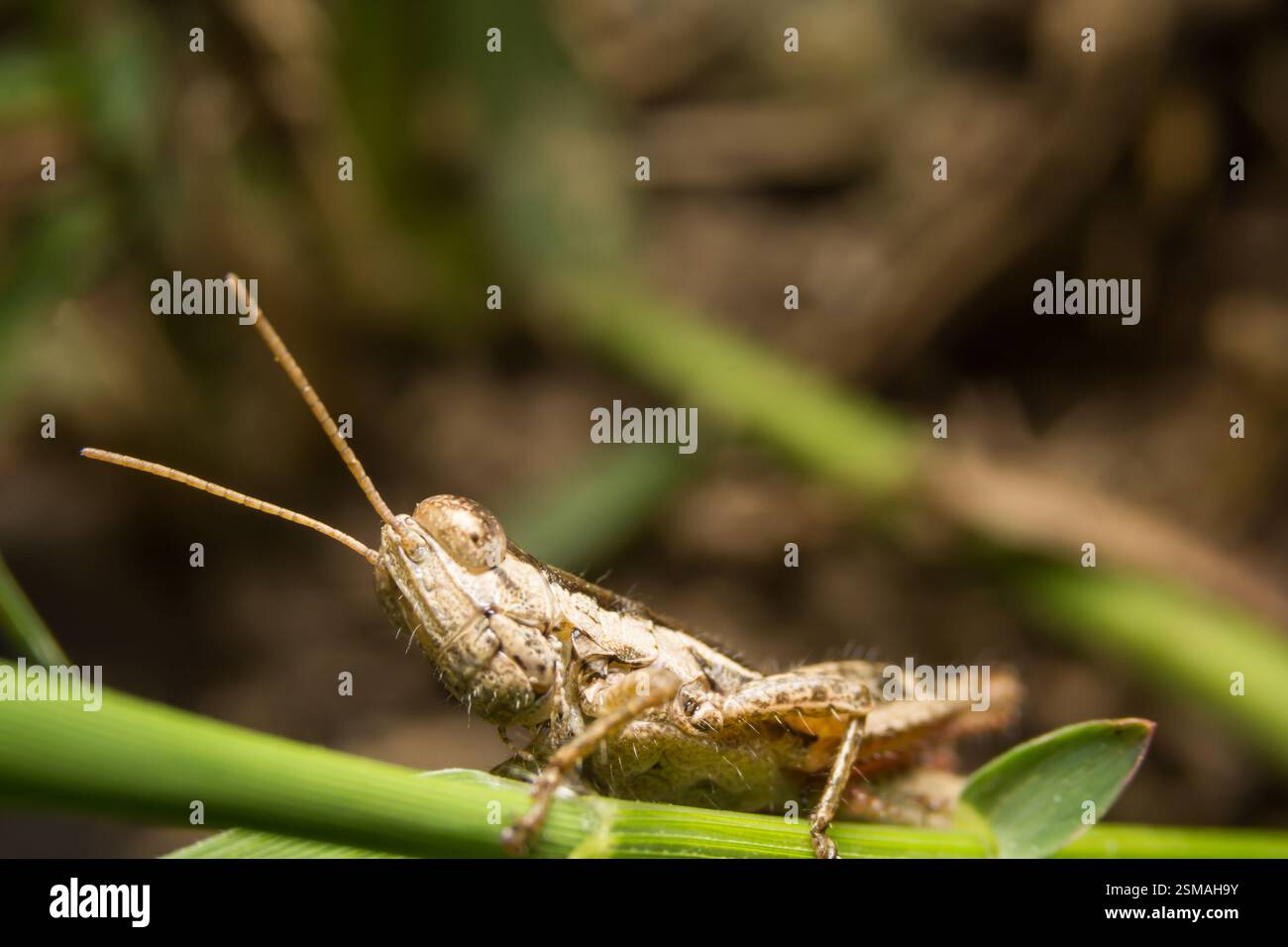 Grasshopper on nature leaves as background Stock Photo - Alamy