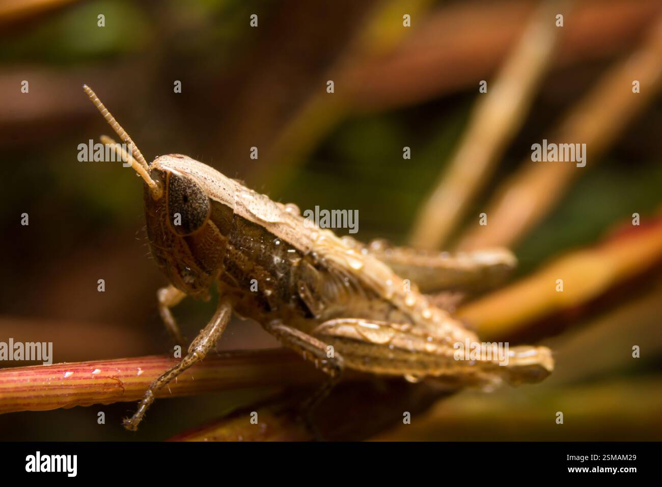 Grasshopper on nature leaves as background Stock Photo - Alamy