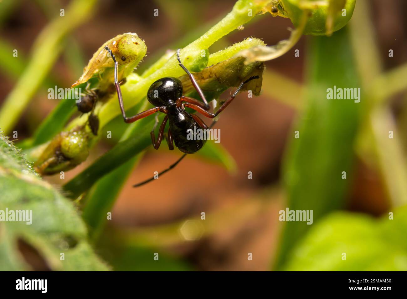 Ant on nature leaves as background Stock Photo - Alamy