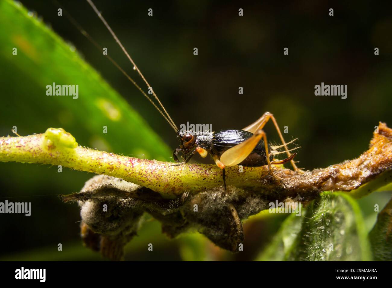 Cricket on nature leaves as background Stock Photo - Alamy