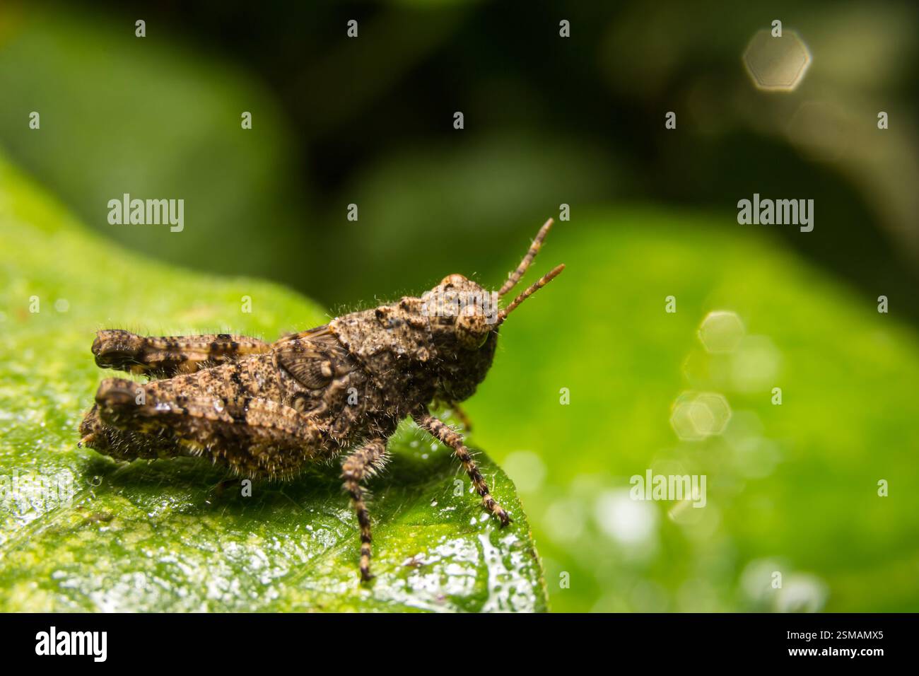 Grasshopper on nature leaves as background Stock Photo - Alamy