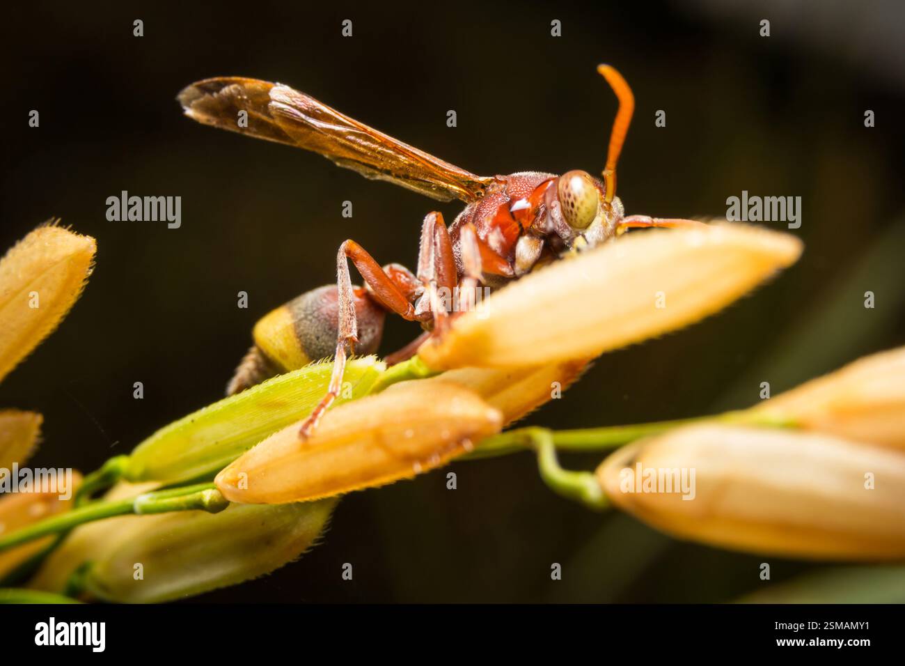 Hornet or Wasp on grain rice Stock Photo - Alamy
