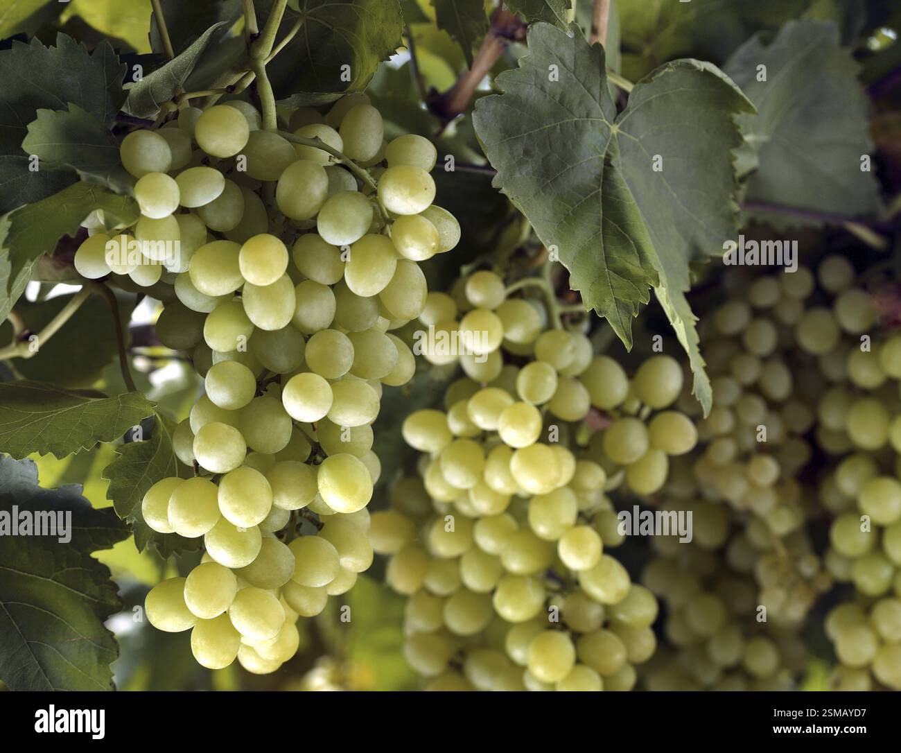 Grapes or draksh eat as dry fruits and fresh fruits have medicinal ...