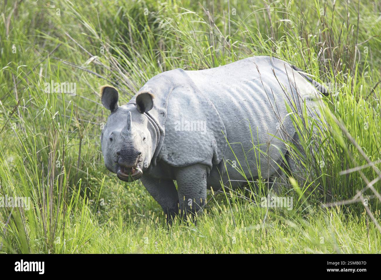 Rhino one horned Rhinoceros unicornis in Kaziranga national park, Assam ...