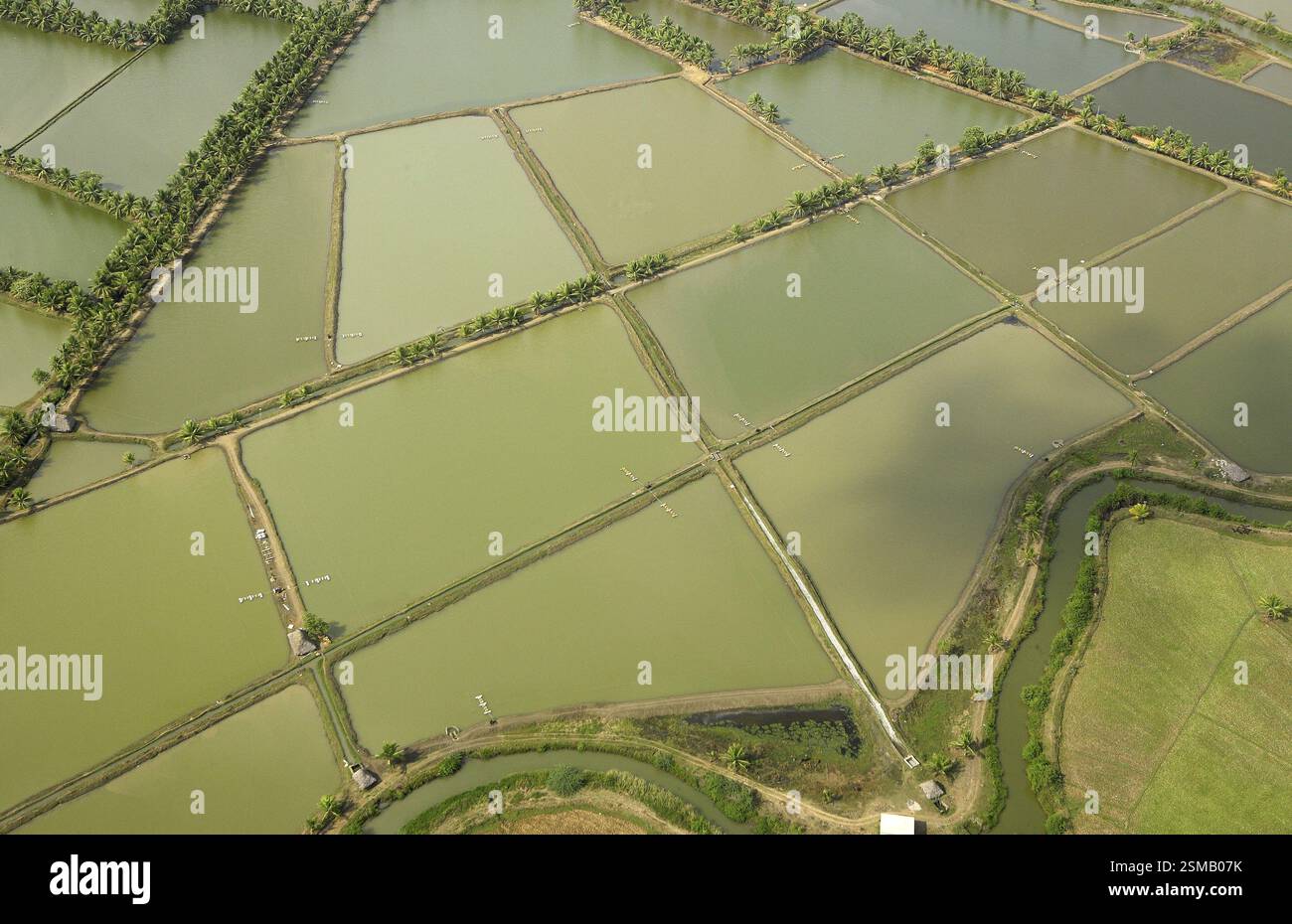 Aerial view of field surrounded by palm trees, Andhra Pradesh, India ...