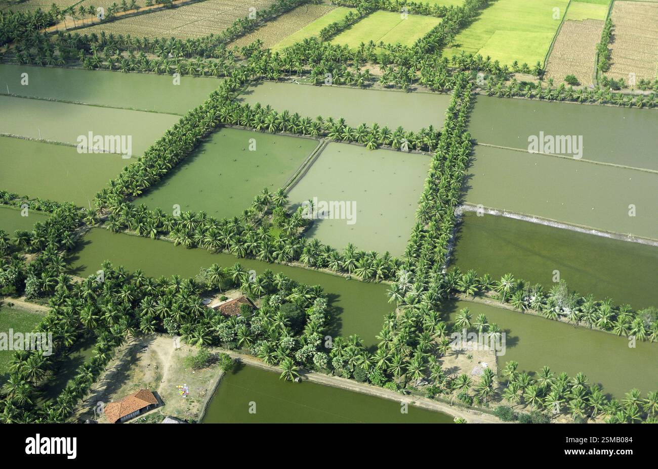 Aerial view of field surrounded by palm trees, Andhra Pradesh, India ...